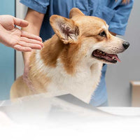 Toltrazuril Dogs - Toltrazuril.com