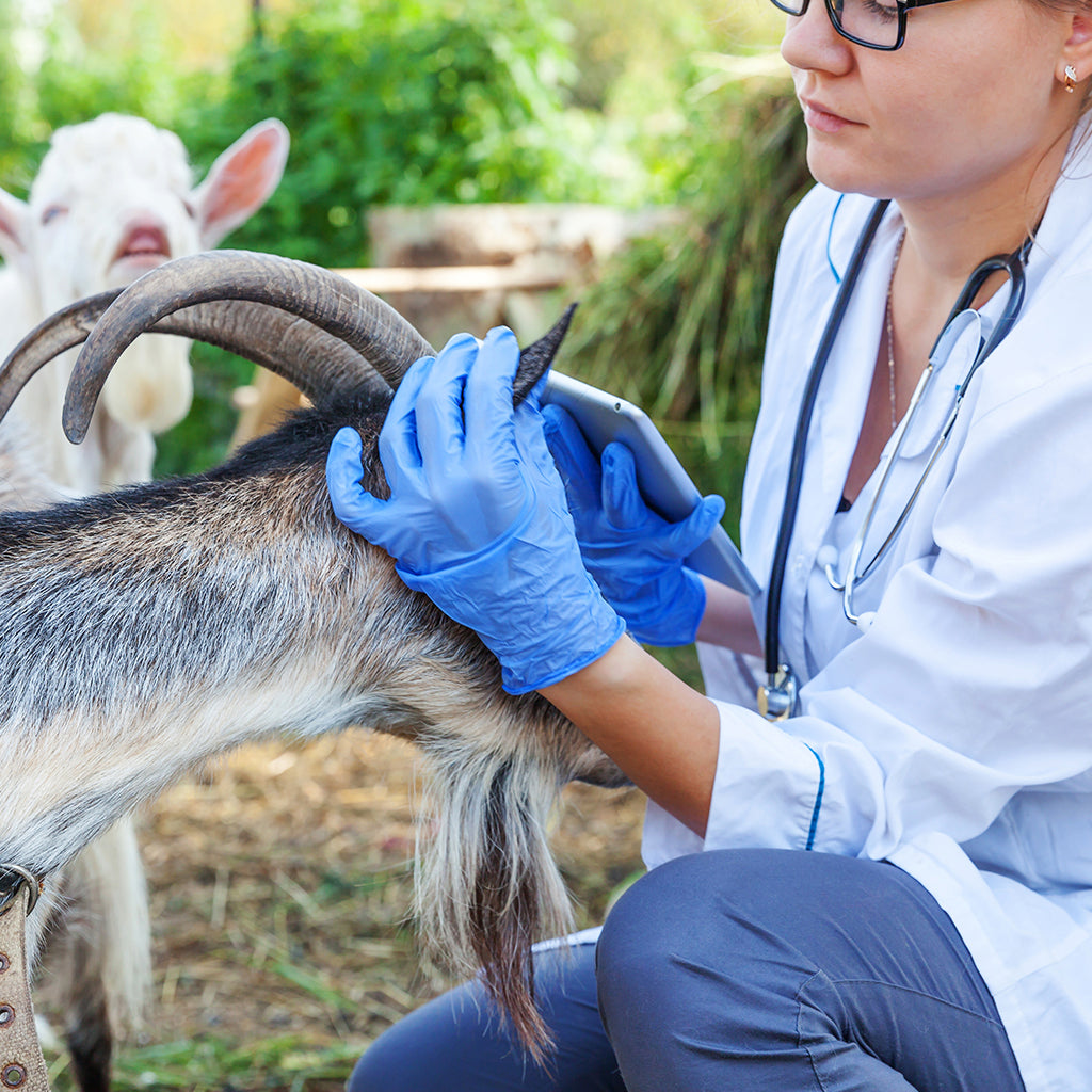 Safeguarding Your Pet's & Livestock's Health with Toltrazuril