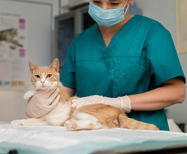 Safeguarding Your Pet's & Livestock's Health with Toltrazuril